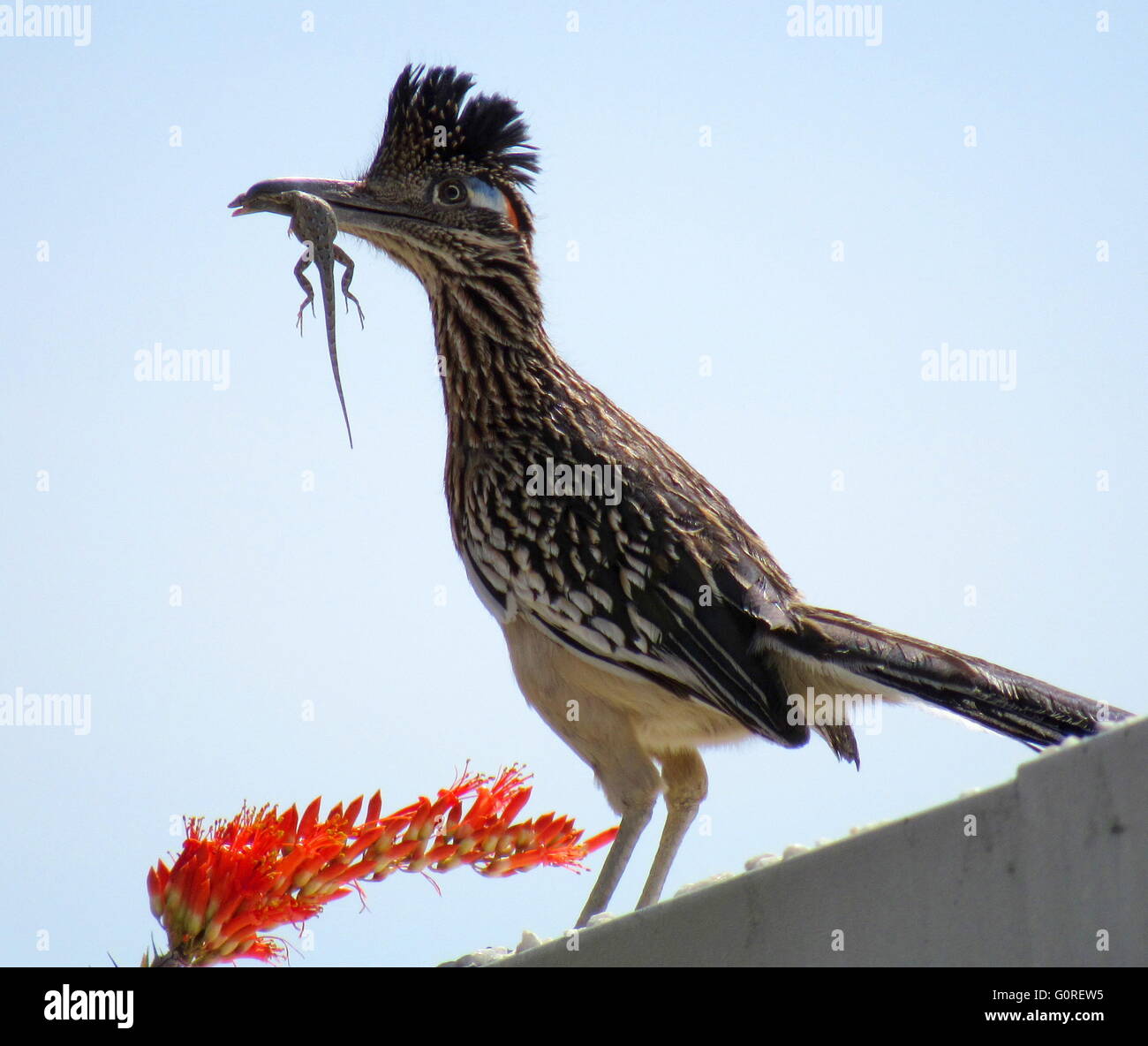 Roadrunner closeup with Lizard in beak surrounded by flowering Ocotillo ...