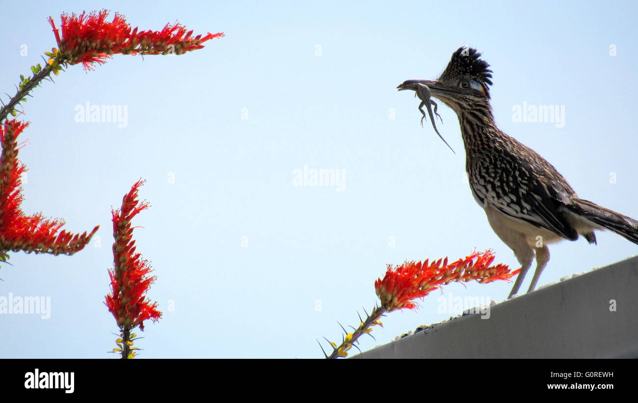 Roadrunner with Lizard in beak surrounded by flowering Ocotillo Stock ...