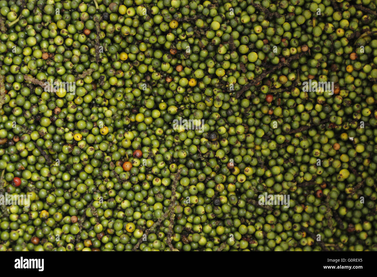 Fresh Green peppercorns (Piper nigrum) background texture Stock Photo ...