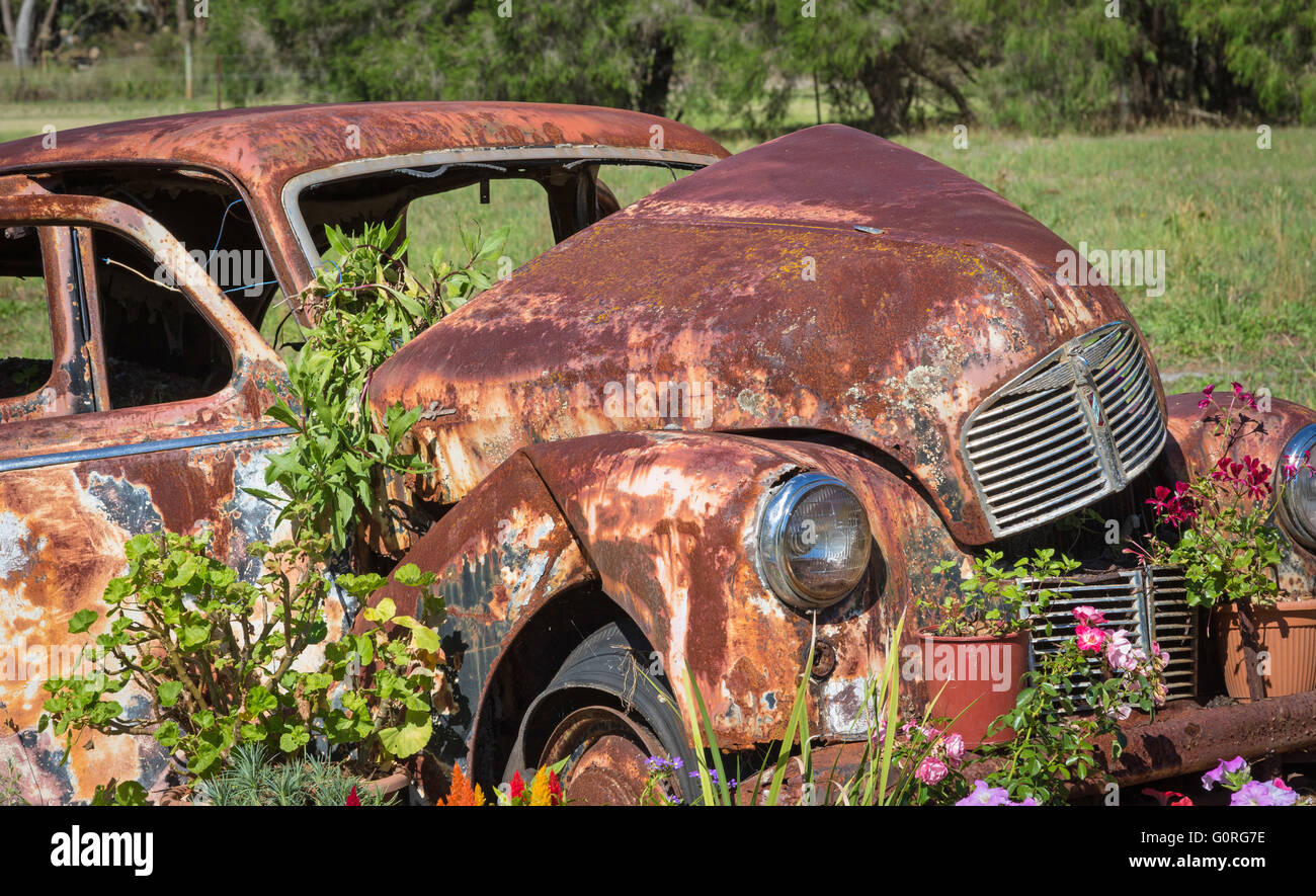 A rusty Austin A40 motor car in its final resting place outside the ...