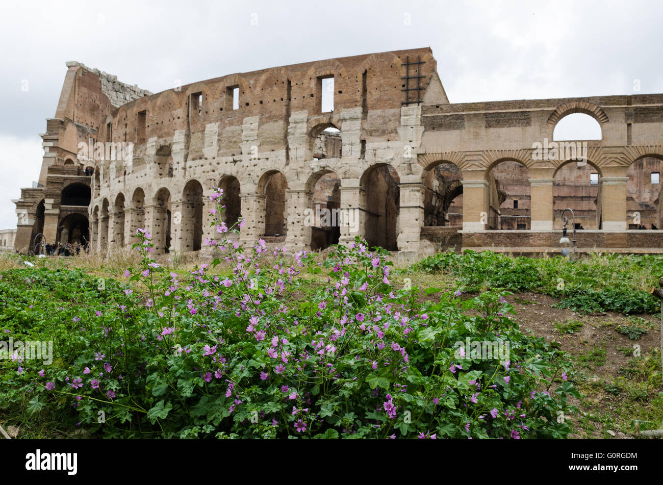 Spring with purple flowers at Colosseum, Rome, Italy Stock Photo - Alamy