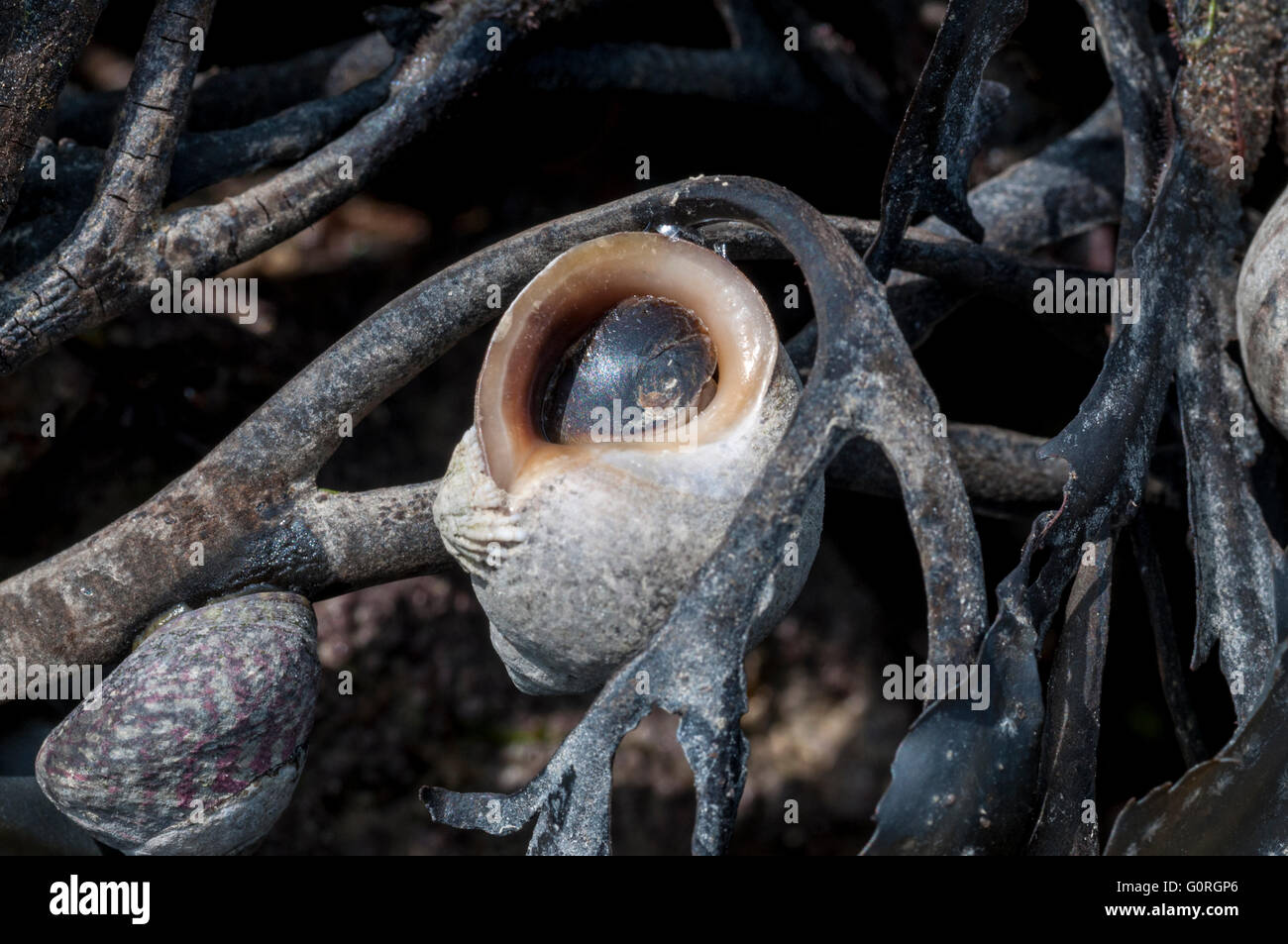 Operculum hi-res stock photography and images - Alamy
