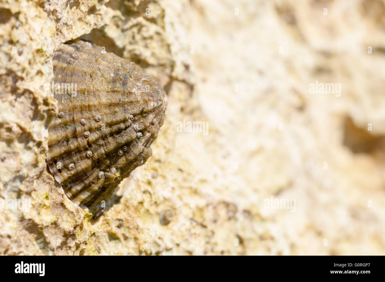 Common Limpet High Resolution Stock Photography and Images - Alamy
