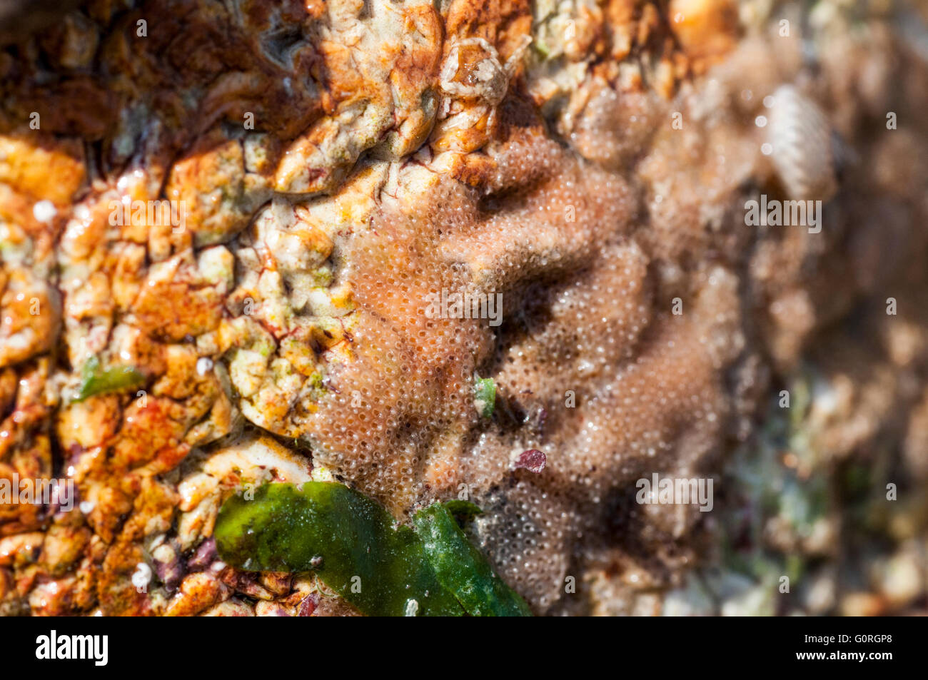Encrusting Bryozoan Fossil