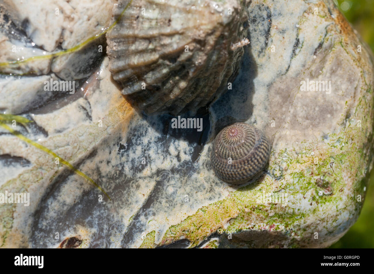 A Grey Topshell Stock Photo - Alamy