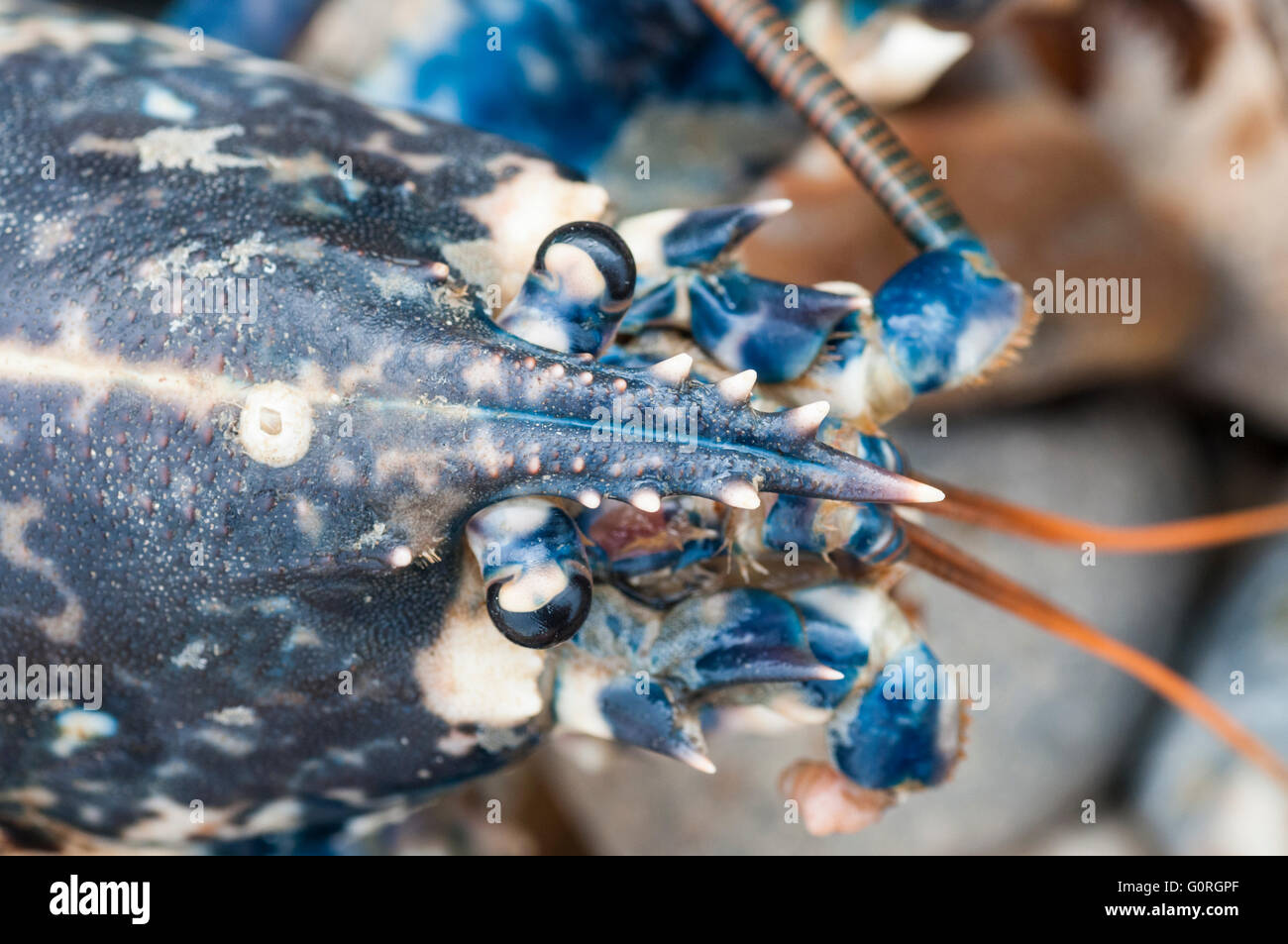 Close up of the head of a Common Lobster focusing on the rostrum Stock ...