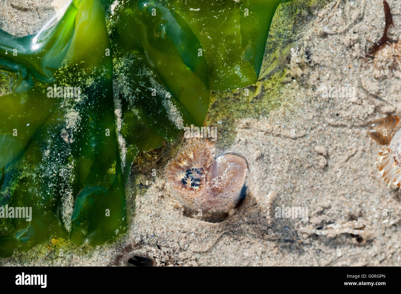 A piddock (species unidentified) feeding in a rock pool with the ...