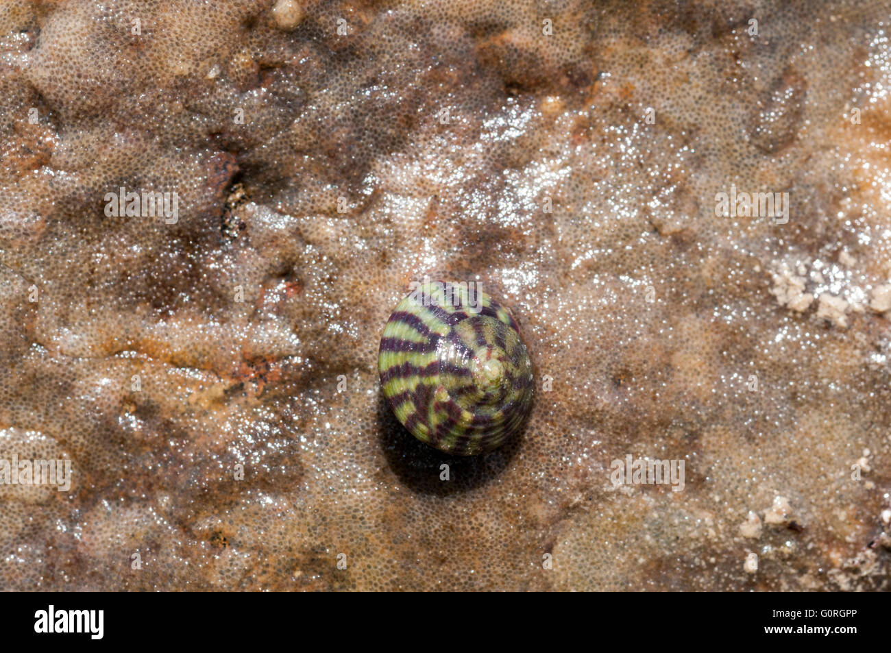 A Purple Top Shell on an unidentified encrusting Bryozoan Stock Photo ...
