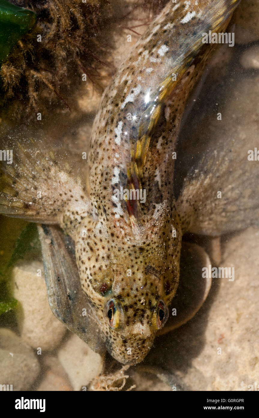 Shanny hi-res stock photography and images - Alamy