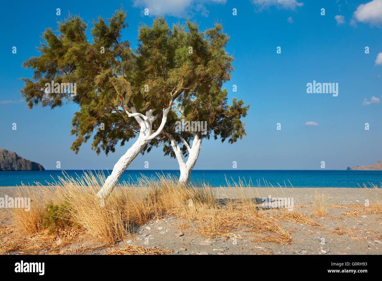 Trees and Mediterranean sea at sunrise in Plakias. Crete. Greece ...