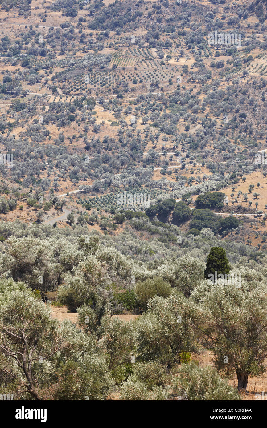 Amari valley in Crete with trees and road. Greece. Vertical Stock Photo ...