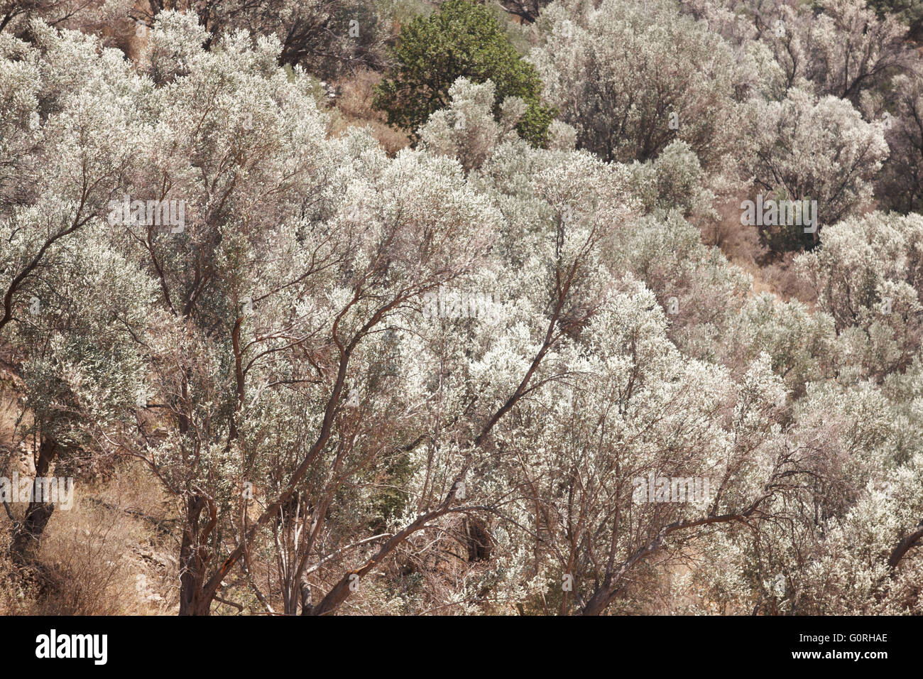 Trees in Amari valley. Crete. Greece. Horizontal Stock Photo - Alamy