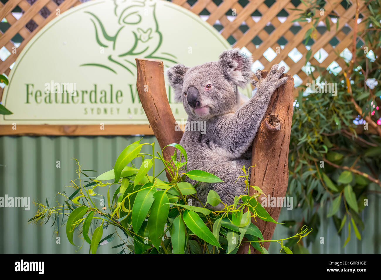 Wildlife Bridge Australia High Resolution Stock Photography and Images ...