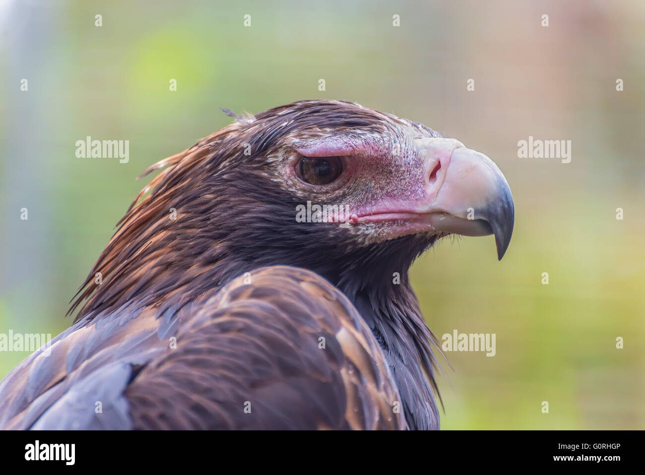 Australian Black Breasted Buzzard Stock Photo - Alamy