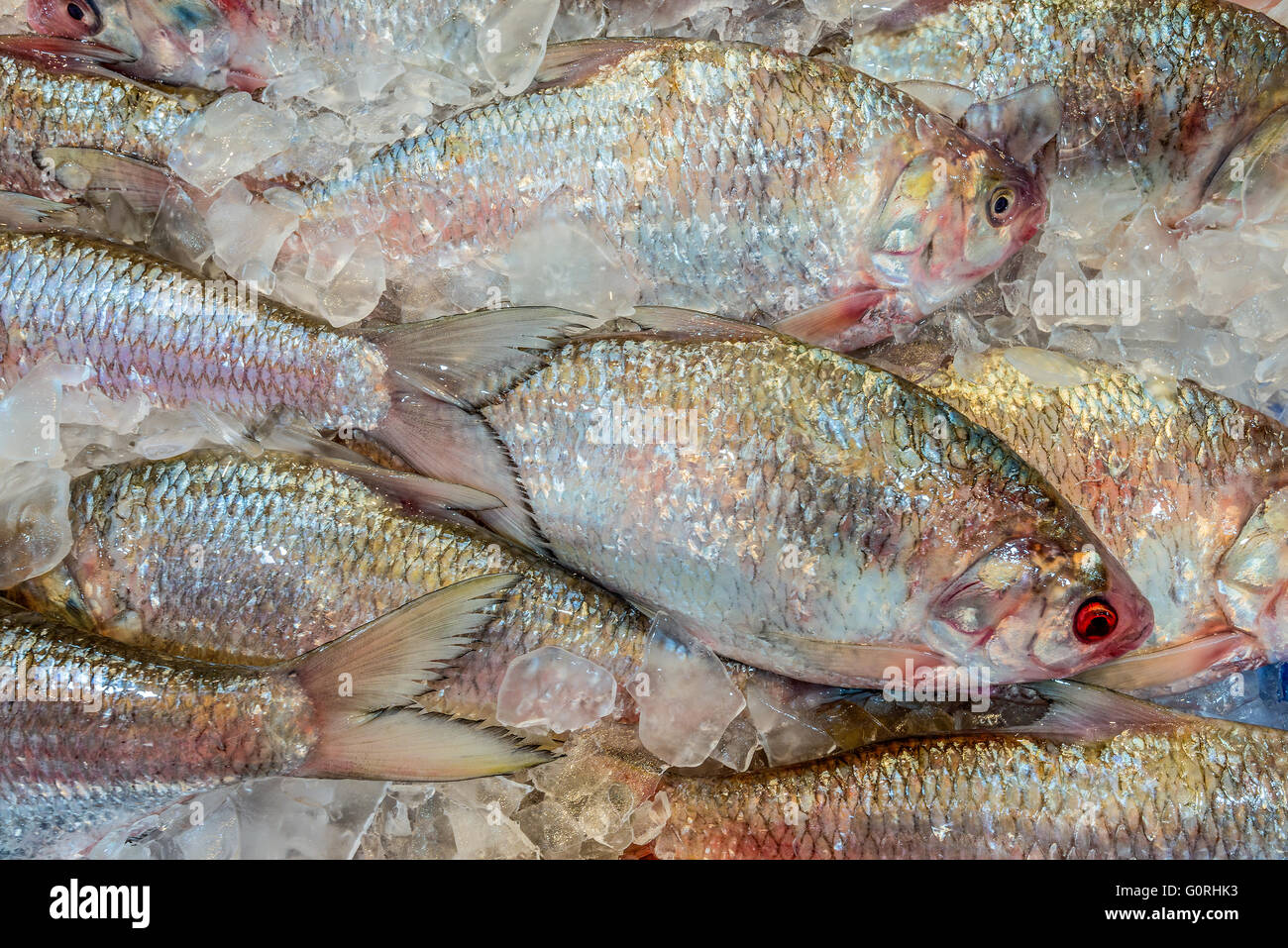 Ice fish hi-res stock photography and images - Alamy