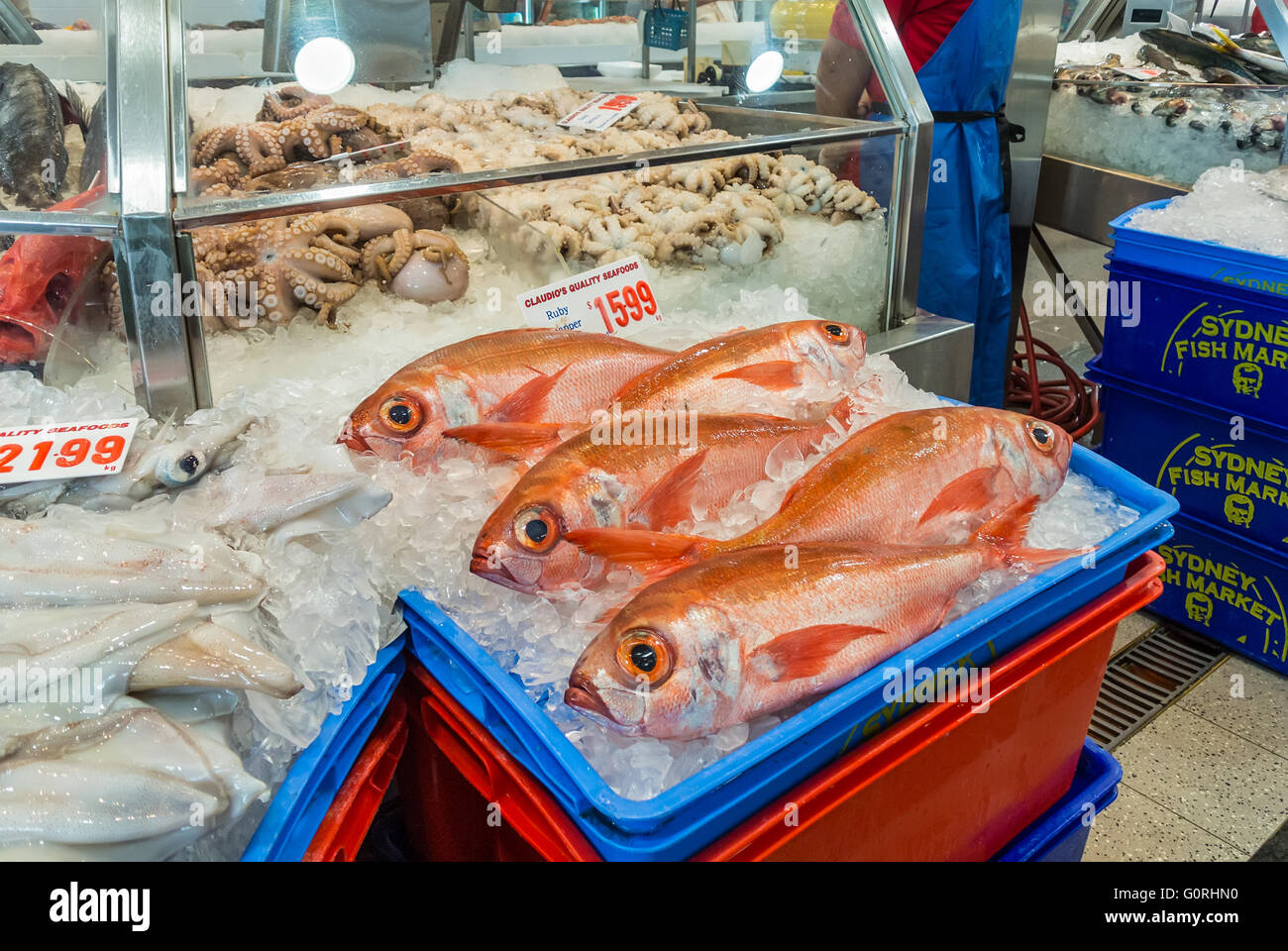 Fresh Ruby Snapper fish and other seafood on the Famous Sydney Fish ...