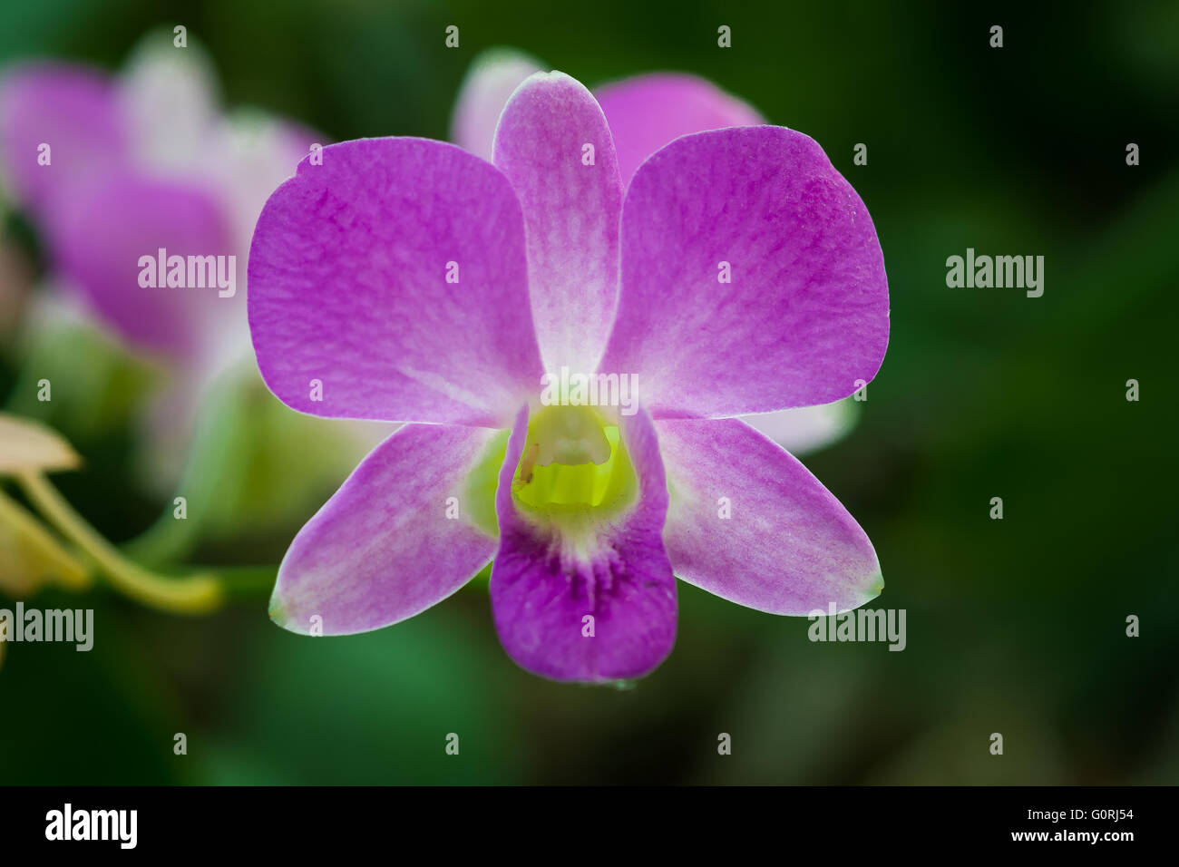 Orchid soft color blur hi-res stock photography and images - Alamy