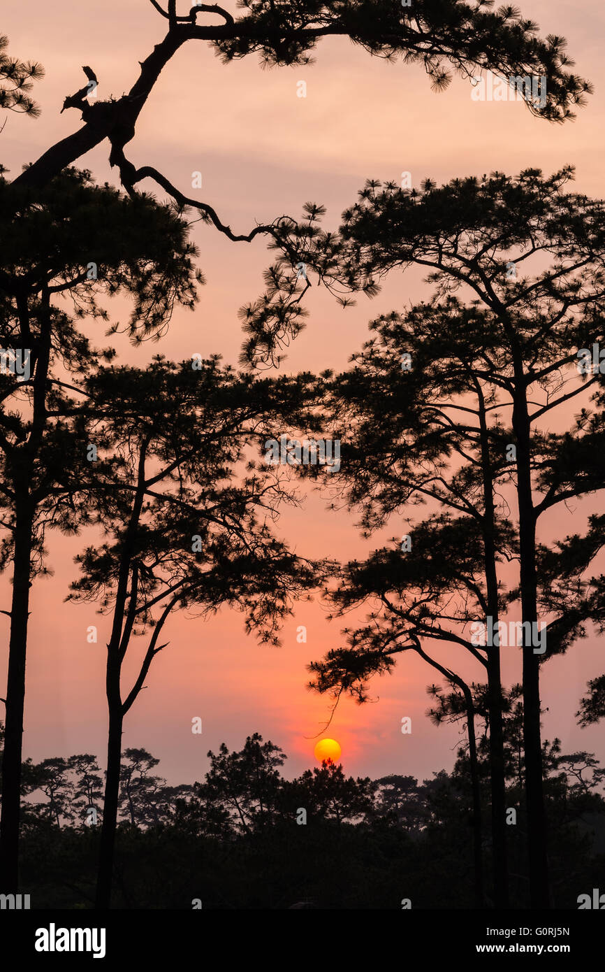 Sunset through the branches of a pine tree in the orange light Stock ...