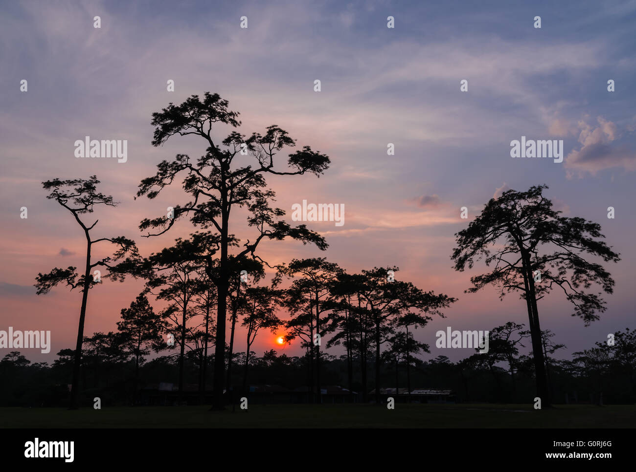 Sunset through the branches of a pine tree in the orange light Stock ...