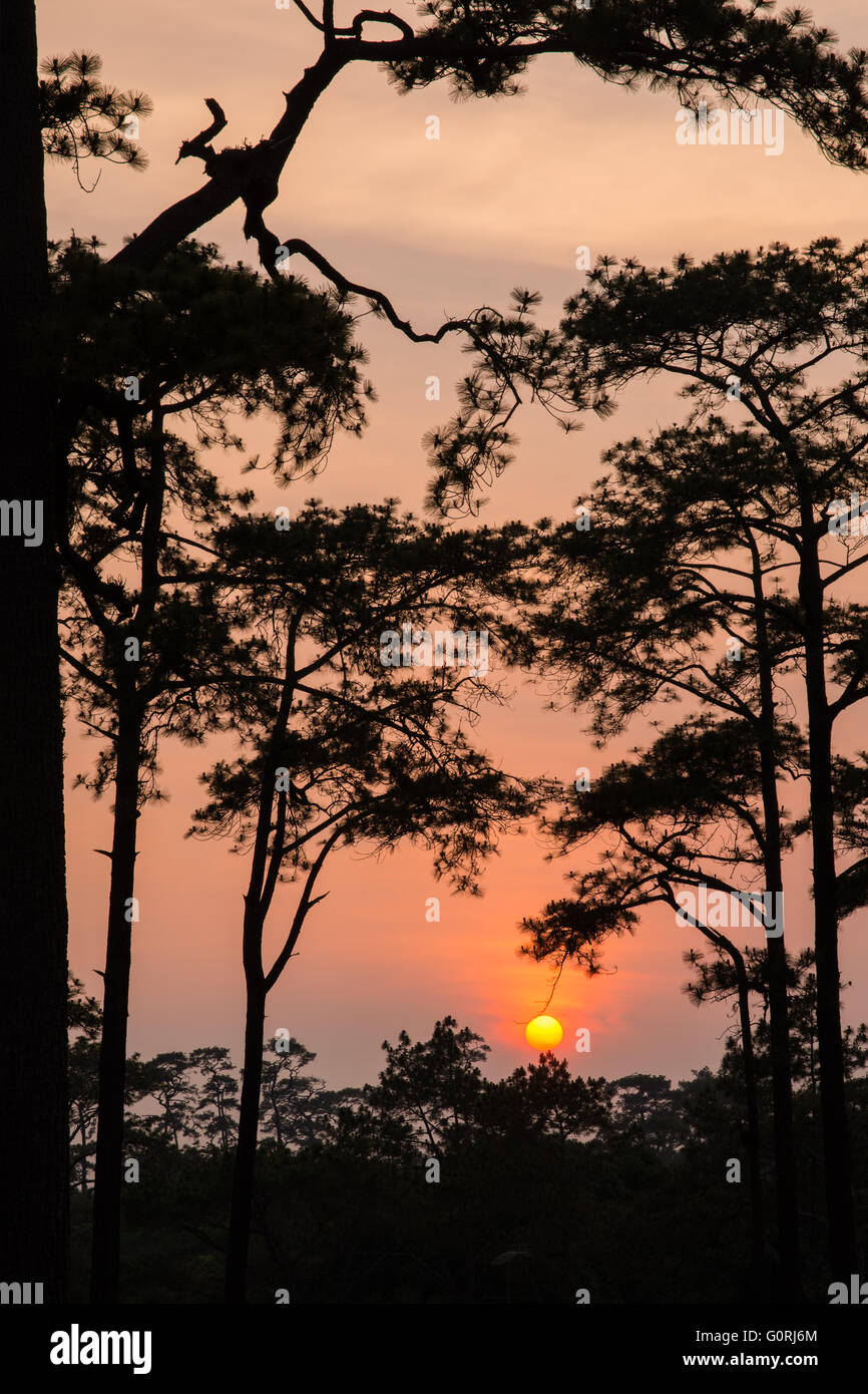 Beautiful pine tree branches hi-res stock photography and images - Alamy