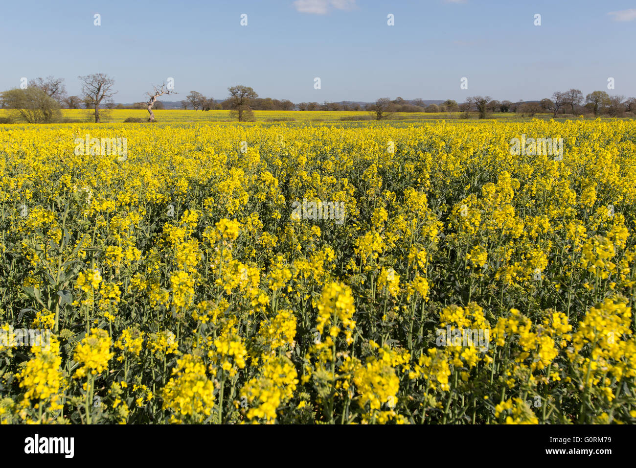 Village of Churton, Cheshire, England. Picturesque view of rapeseed ...