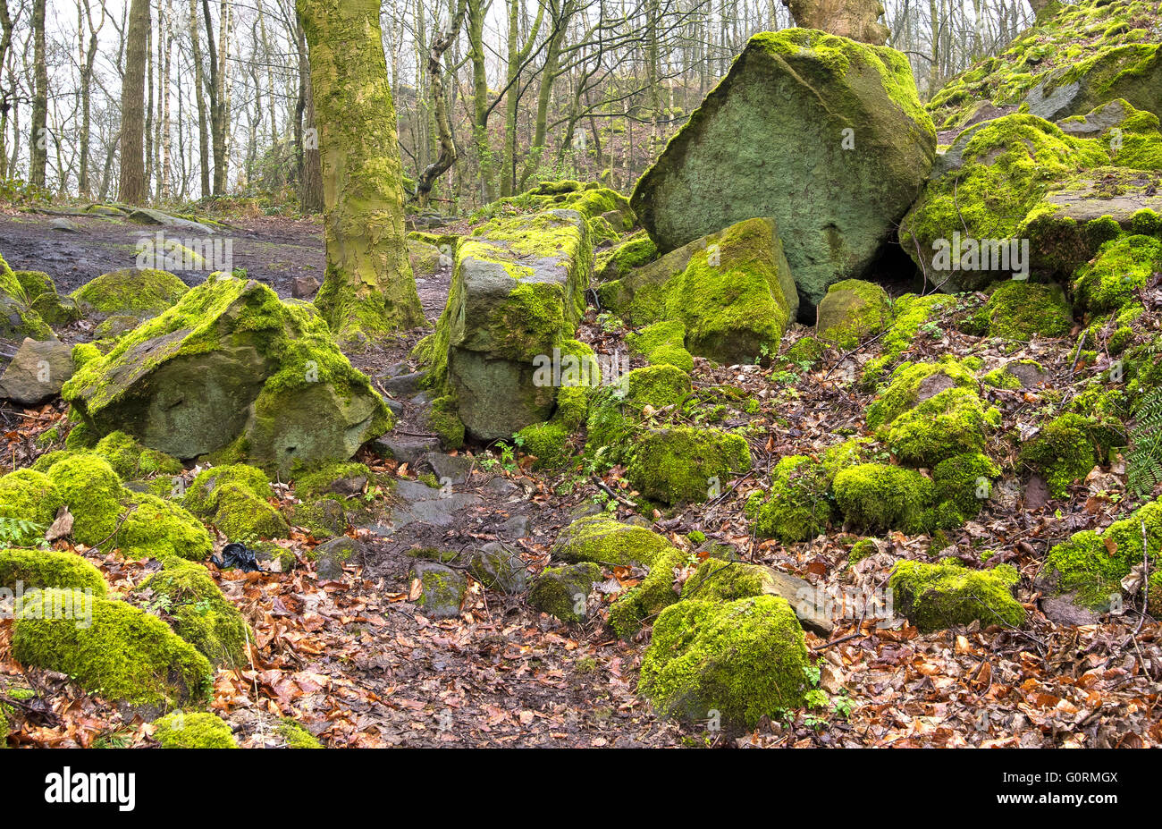 Moss covered rocks in woodland Stock Photo - Alamy