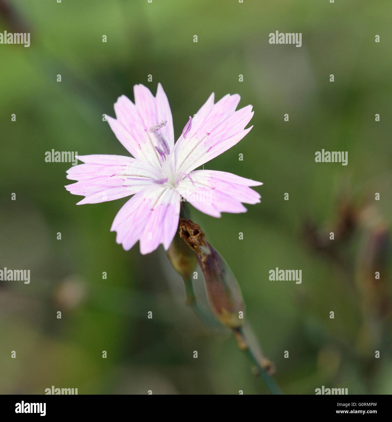 Dianthus strictus ssp. Troodi Endemic subspecies from Cyprus Stock ...
