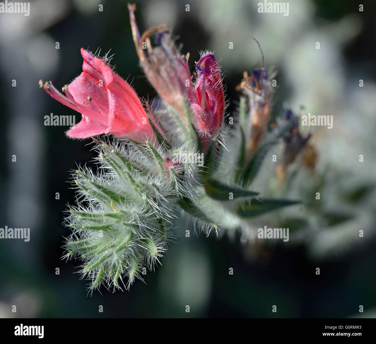 Narrow leaved bugloss hi-res stock photography and images - Alamy