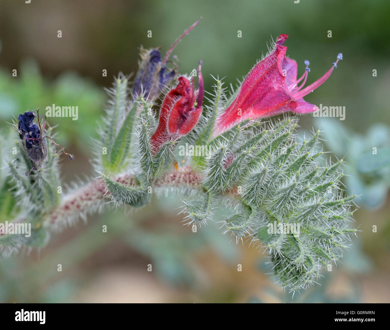Narrow spiny leaves hi-res stock photography and images - Alamy