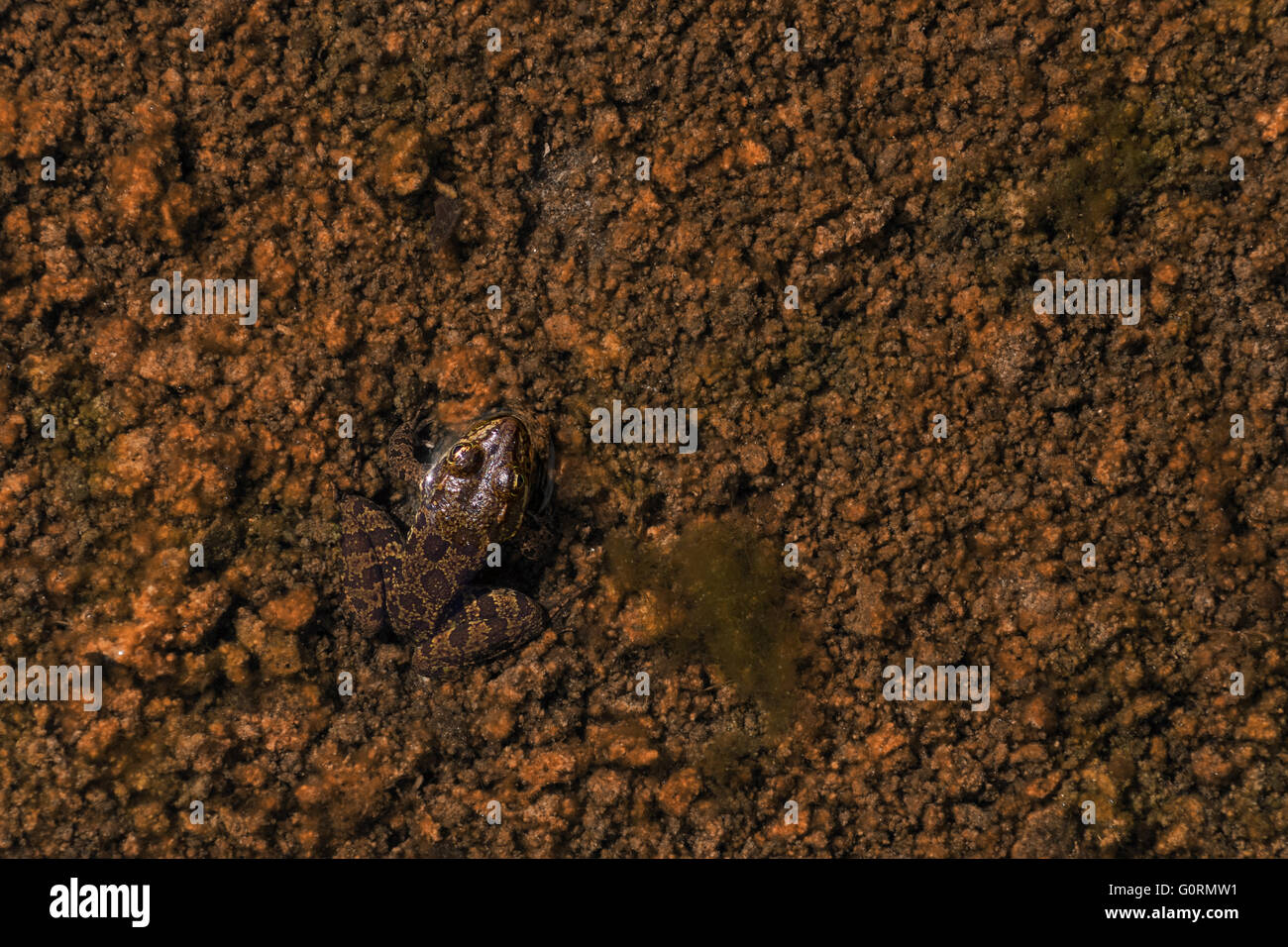 camouflaged Leopard frog Stock Photo - Alamy