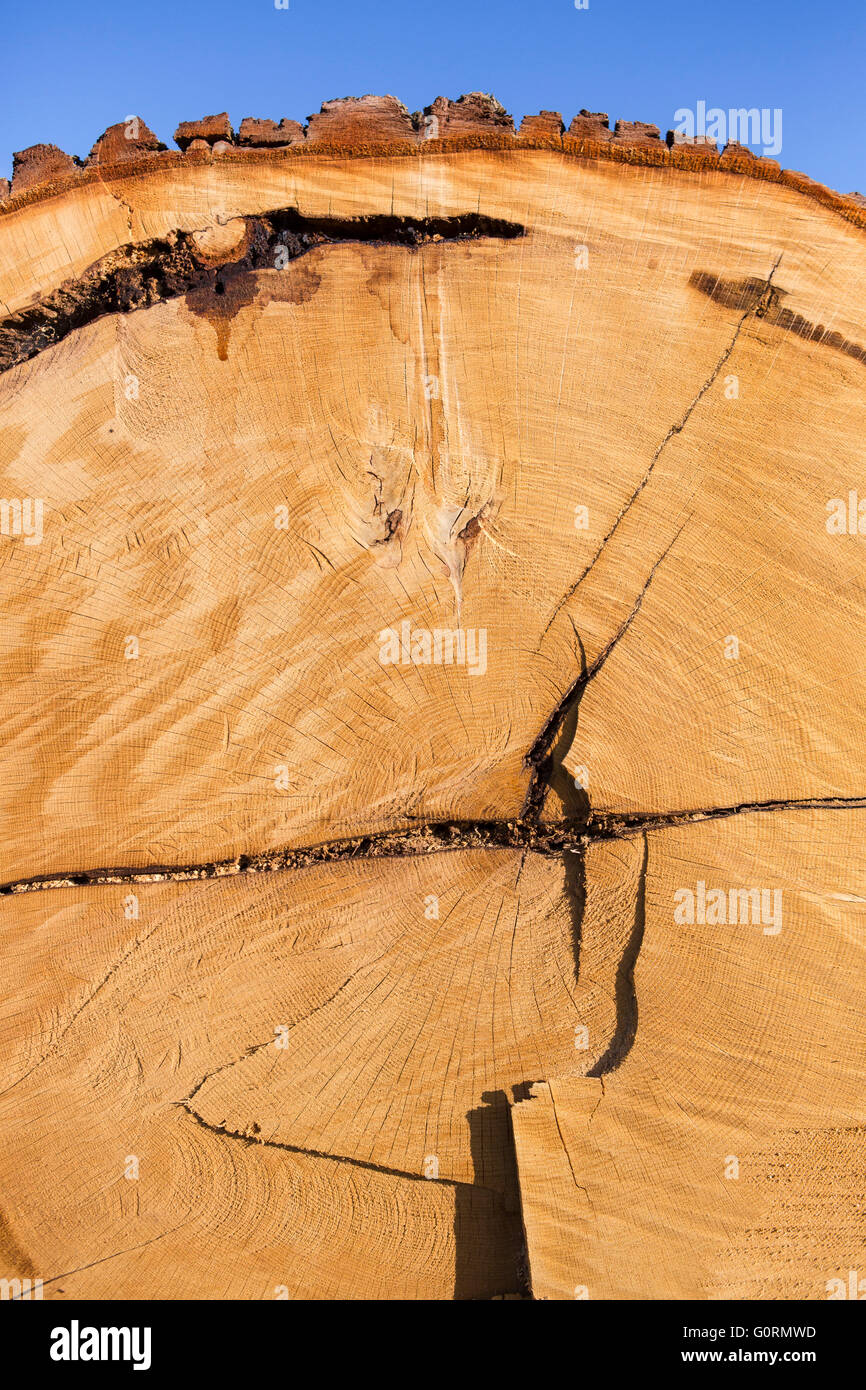 The sawn end of a large tree trunk with concentric age rings and rough ...