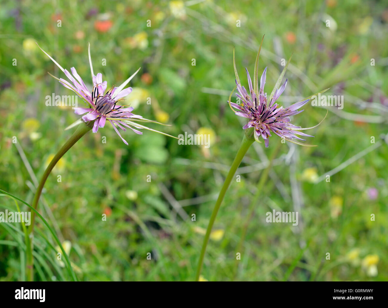 Purple goats beard hi-res stock photography and images - Alamy
