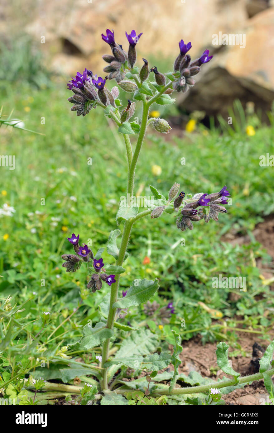 Undulated Alkanet - Anchusa undulata Whole Plant from Cyprus Stock ...