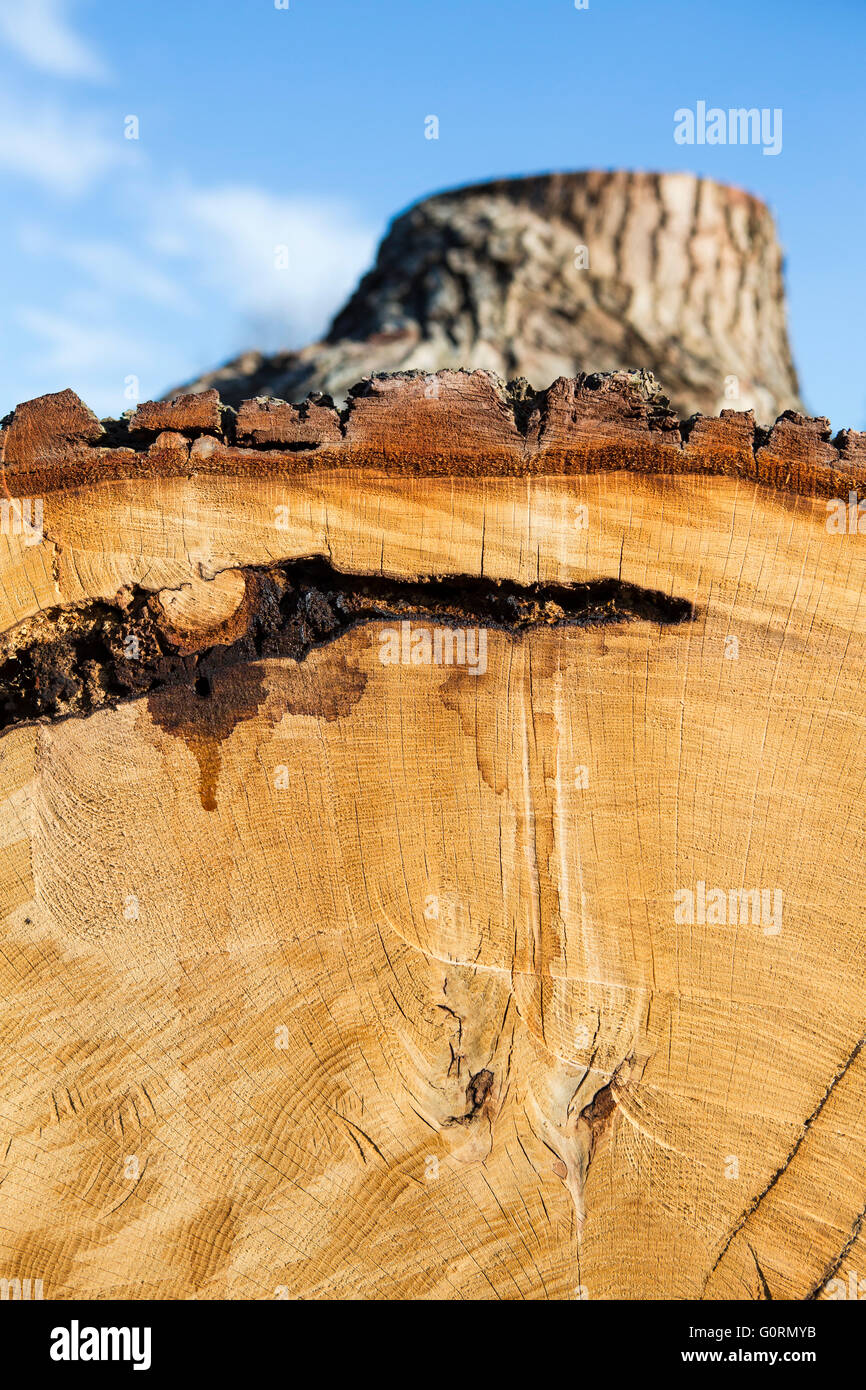 The sawn end of a large tree trunk with concentric age rings and rough ...
