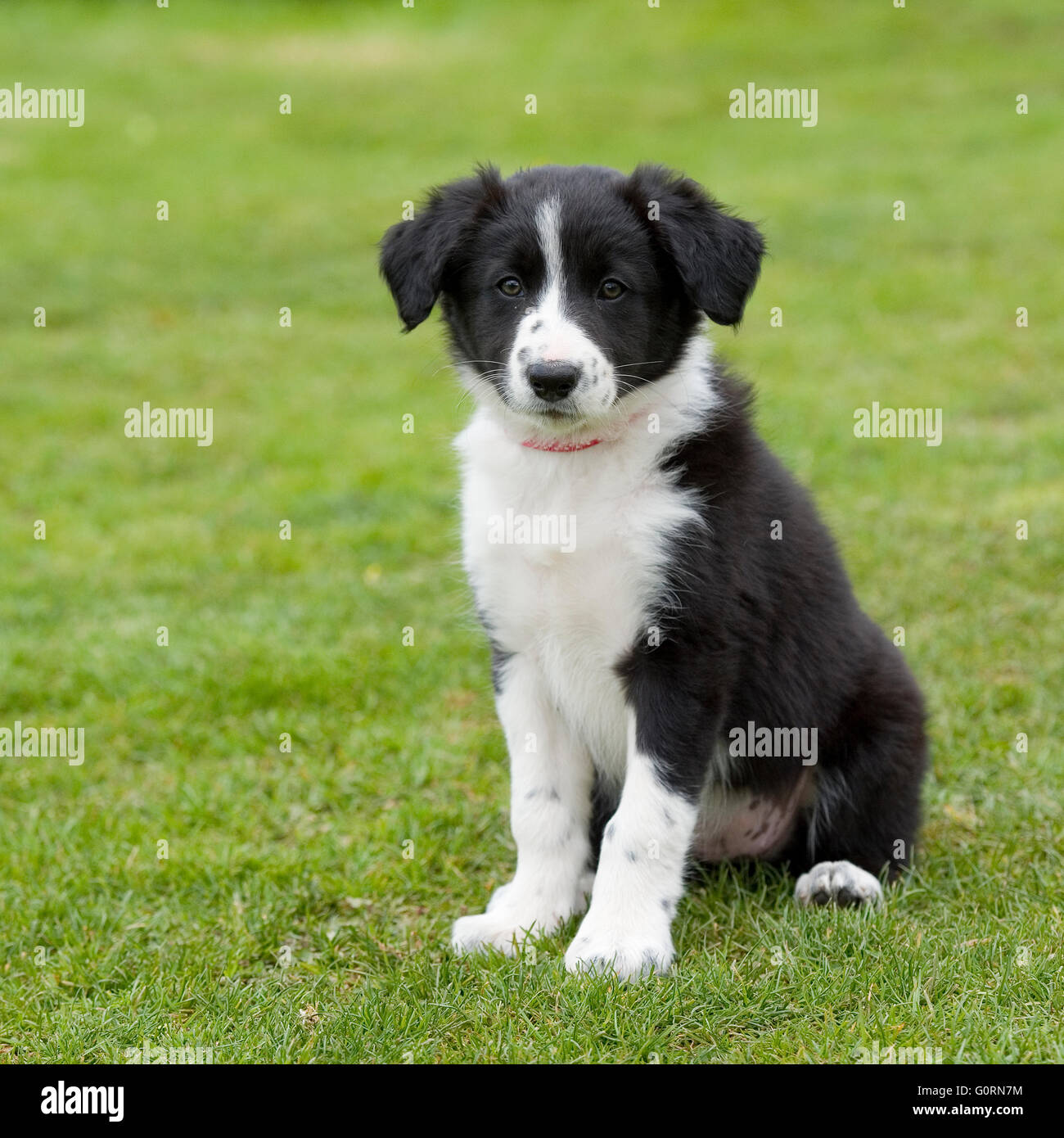 border collie puppy Stock Photo - Alamy