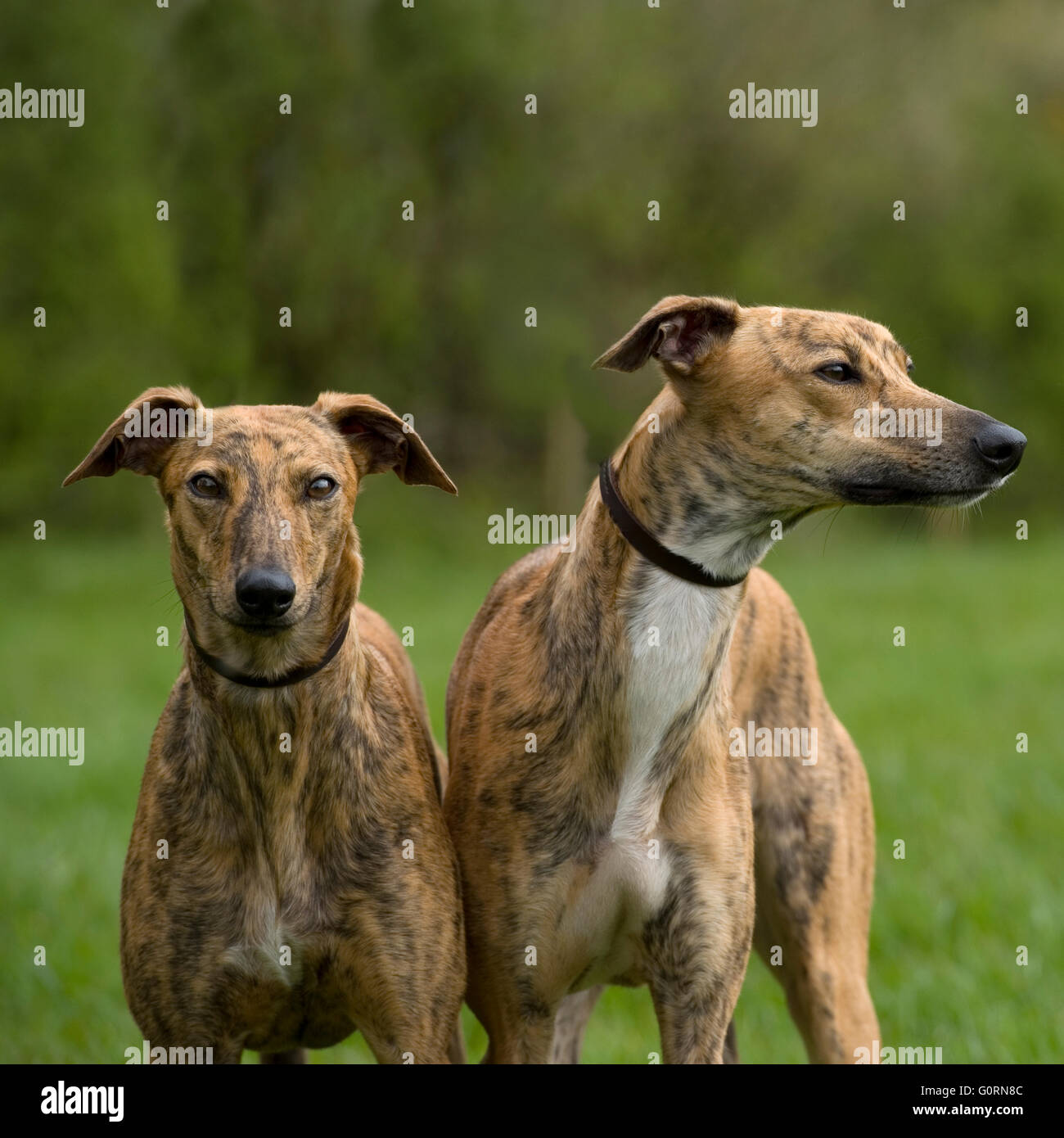Whippet Cross High Resolution Stock Photography and Images - Alamy