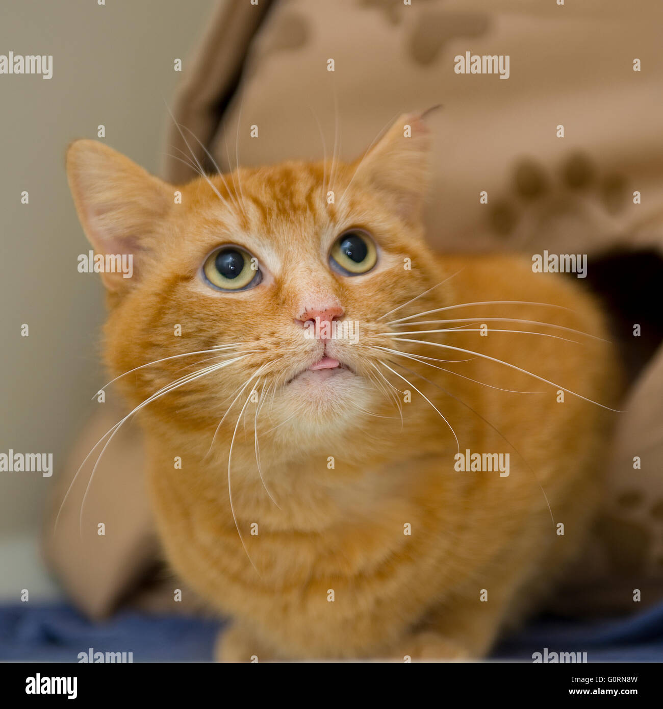 Female ginger cat hi-res stock photography and images - Alamy