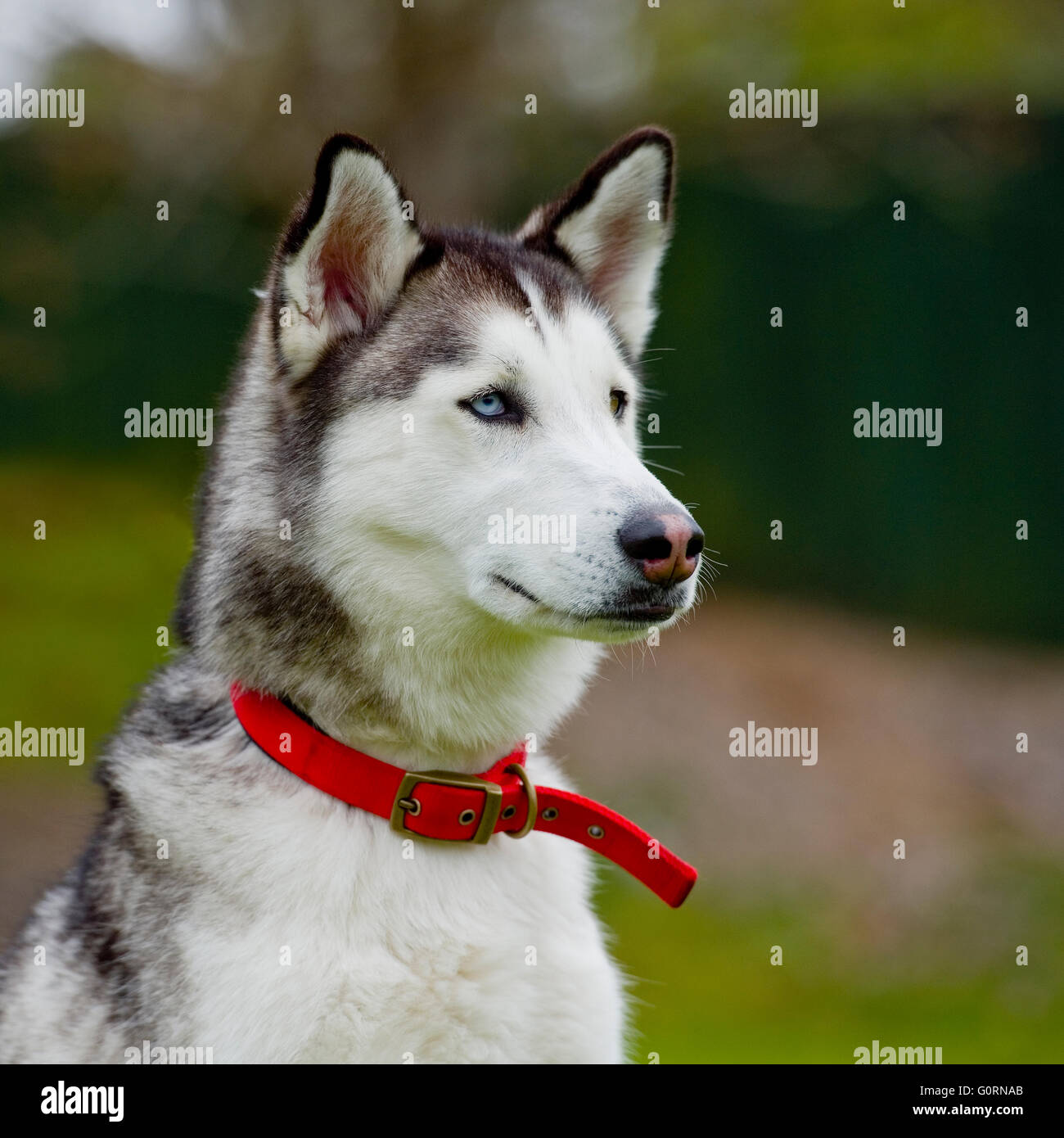 Sibe hi-res stock photography and images - Alamy