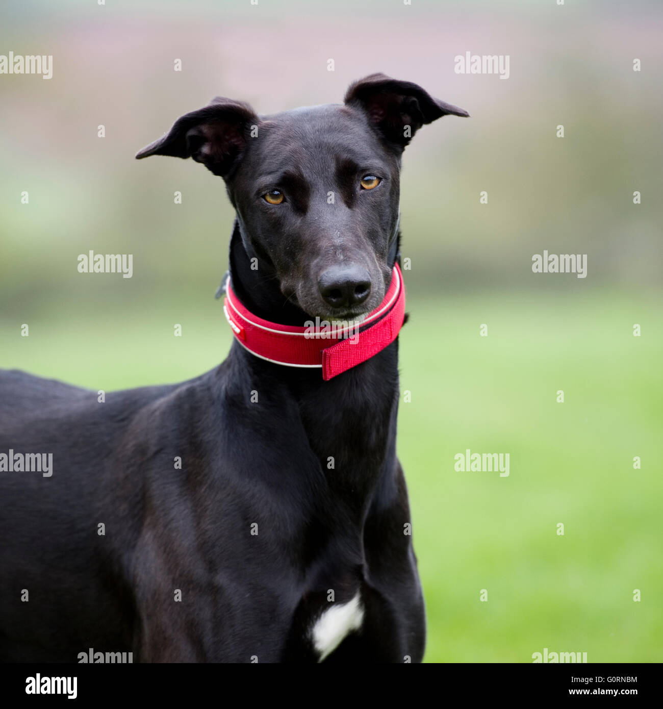 Greyhound Running Black Pet High Resolution Stock Photography and ...
