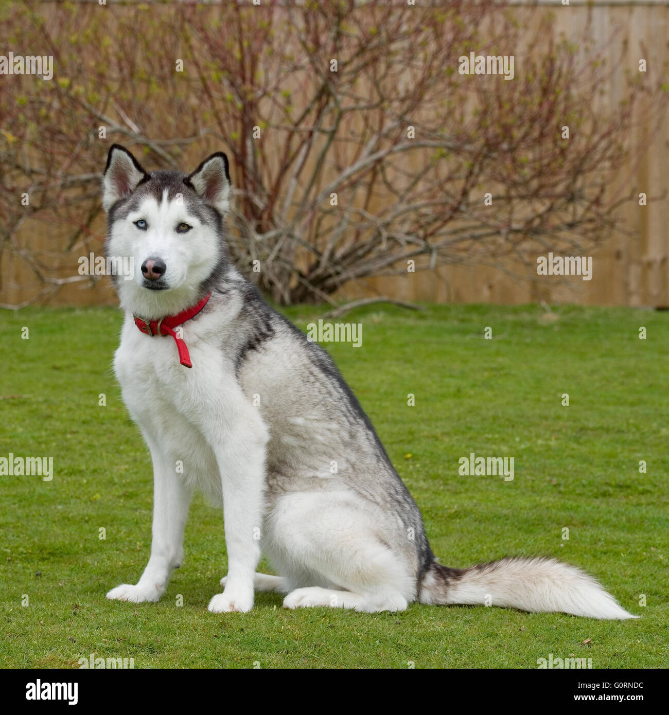 siberian husky sitting Stock Photo - Alamy