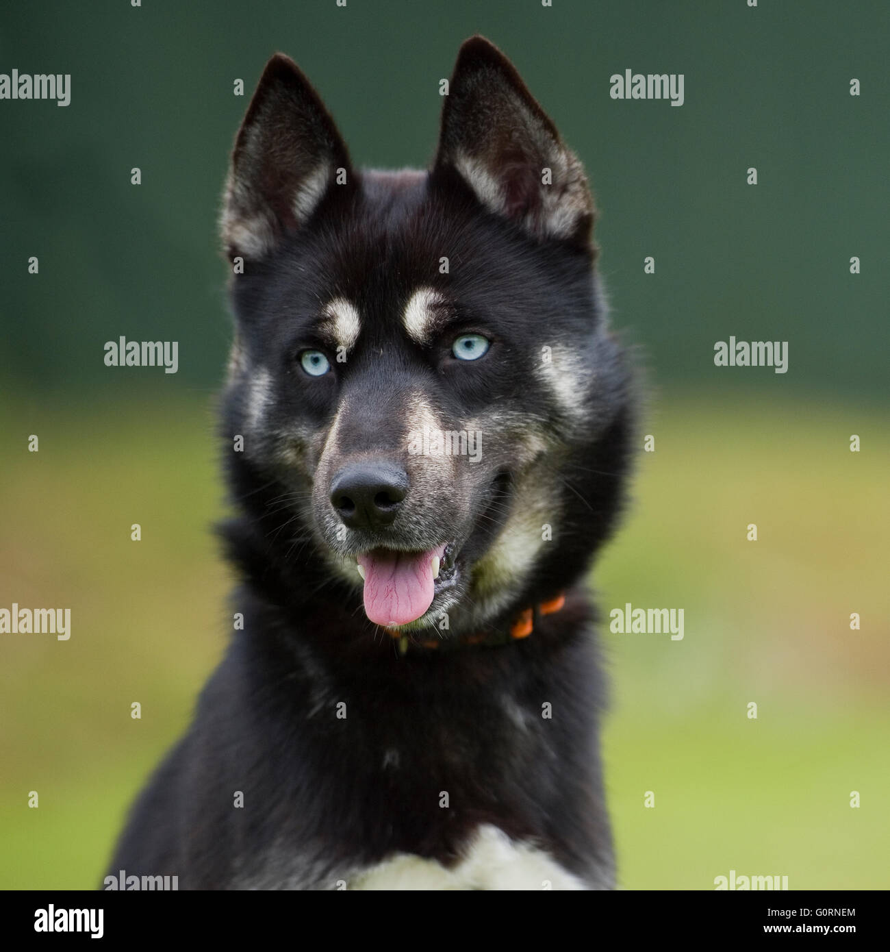 Husky in dog kennel hi-res stock photography and images - Alamy
