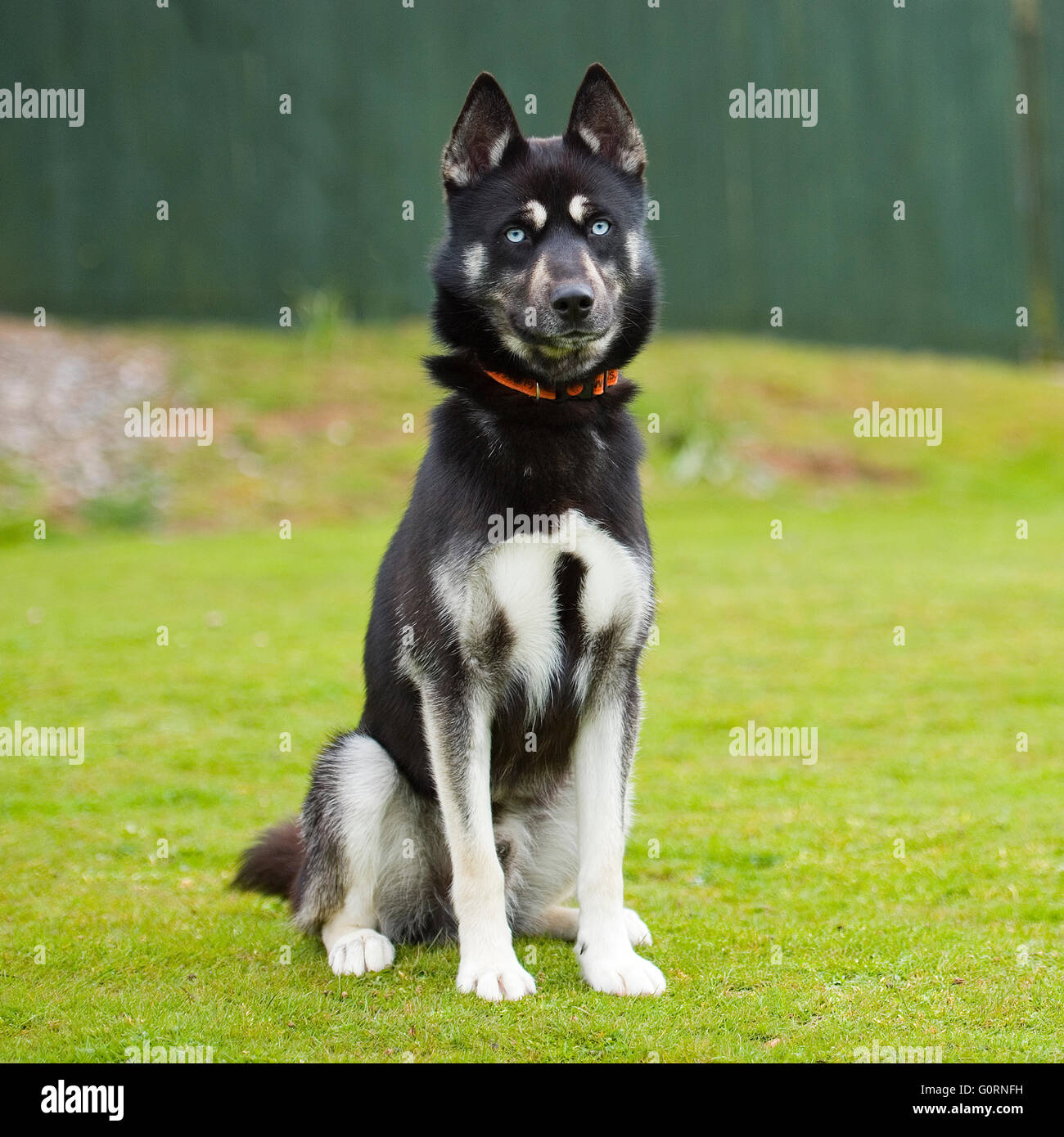Dog breed husky sitting in hi-res stock photography and images - Alamy