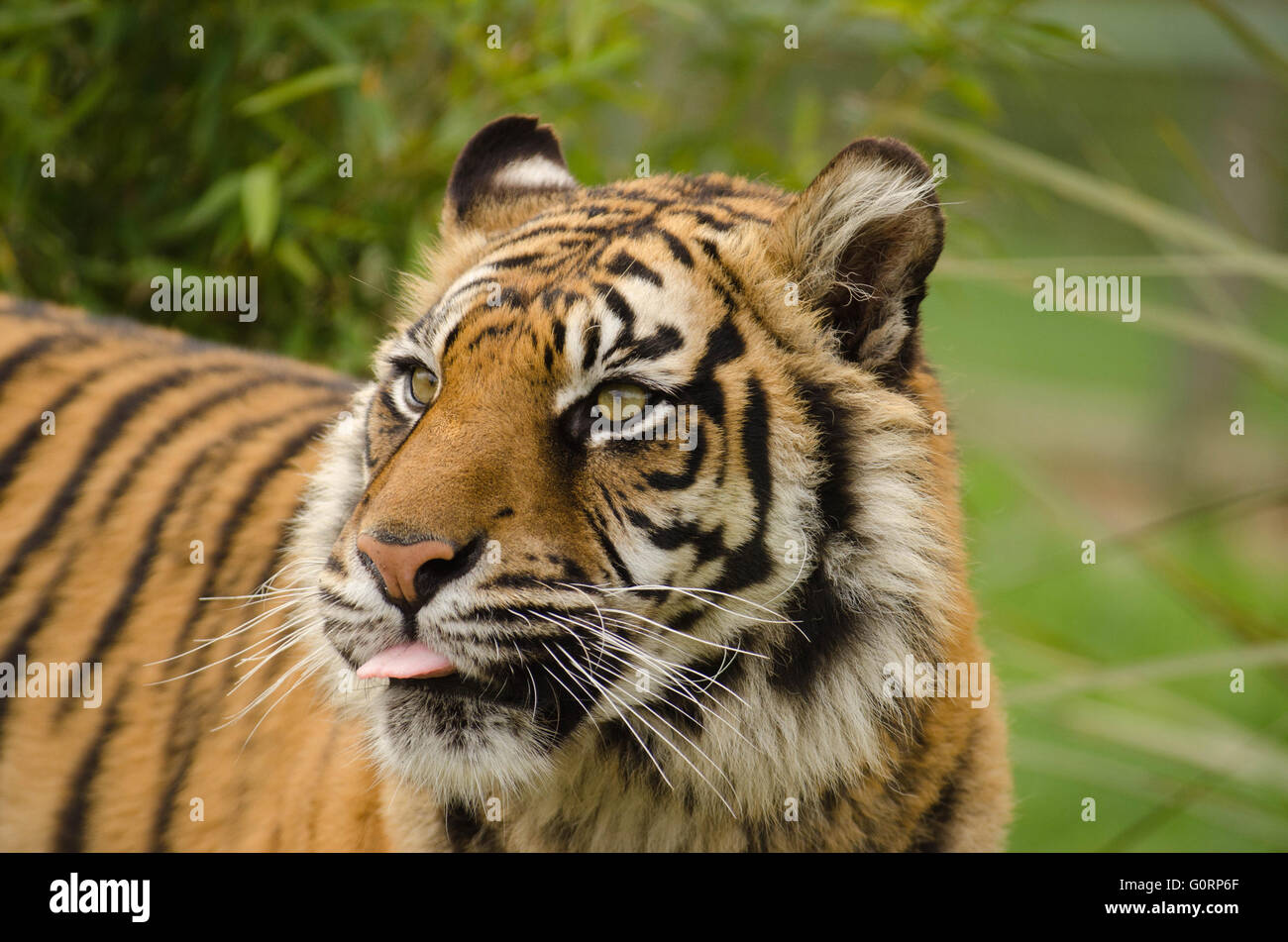 Tiger Nose High Resolution Stock Photography and Images - Alamy