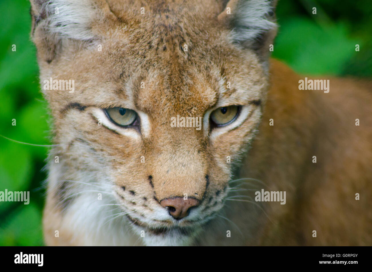 Luchs jagd hi-res stock photography and images - Alamy