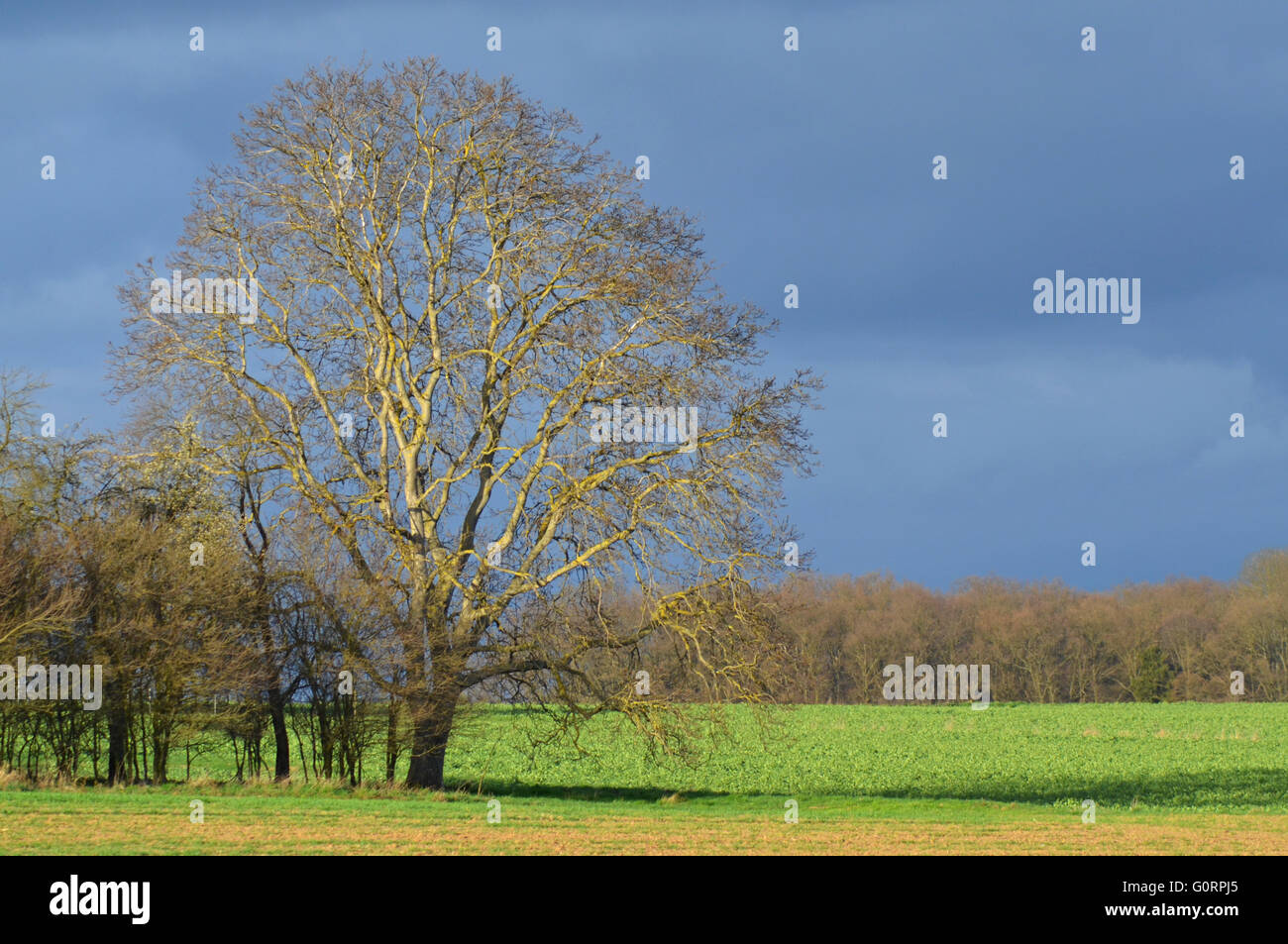 Tree washed in the light of the setting sun Stock Photo - Alamy