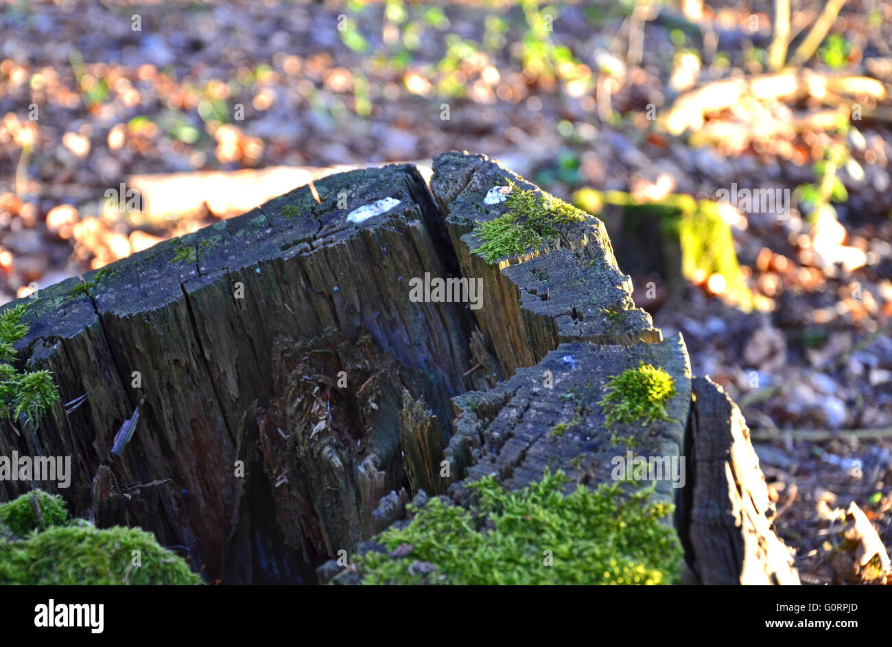 Baumstumpf hi-res stock photography and images - Alamy