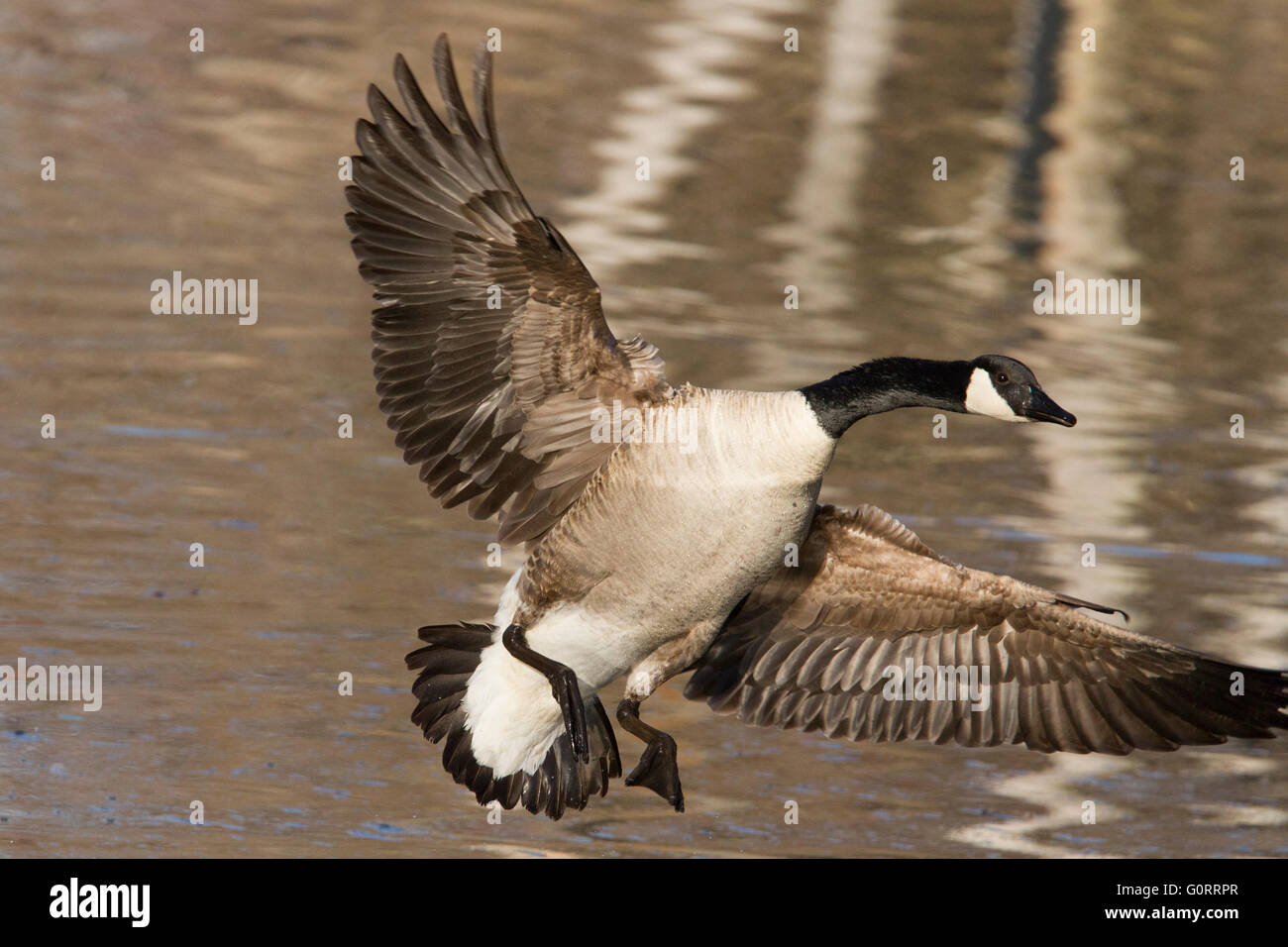 Panorama flock canada geese canadensis hi-res stock photography and ...
