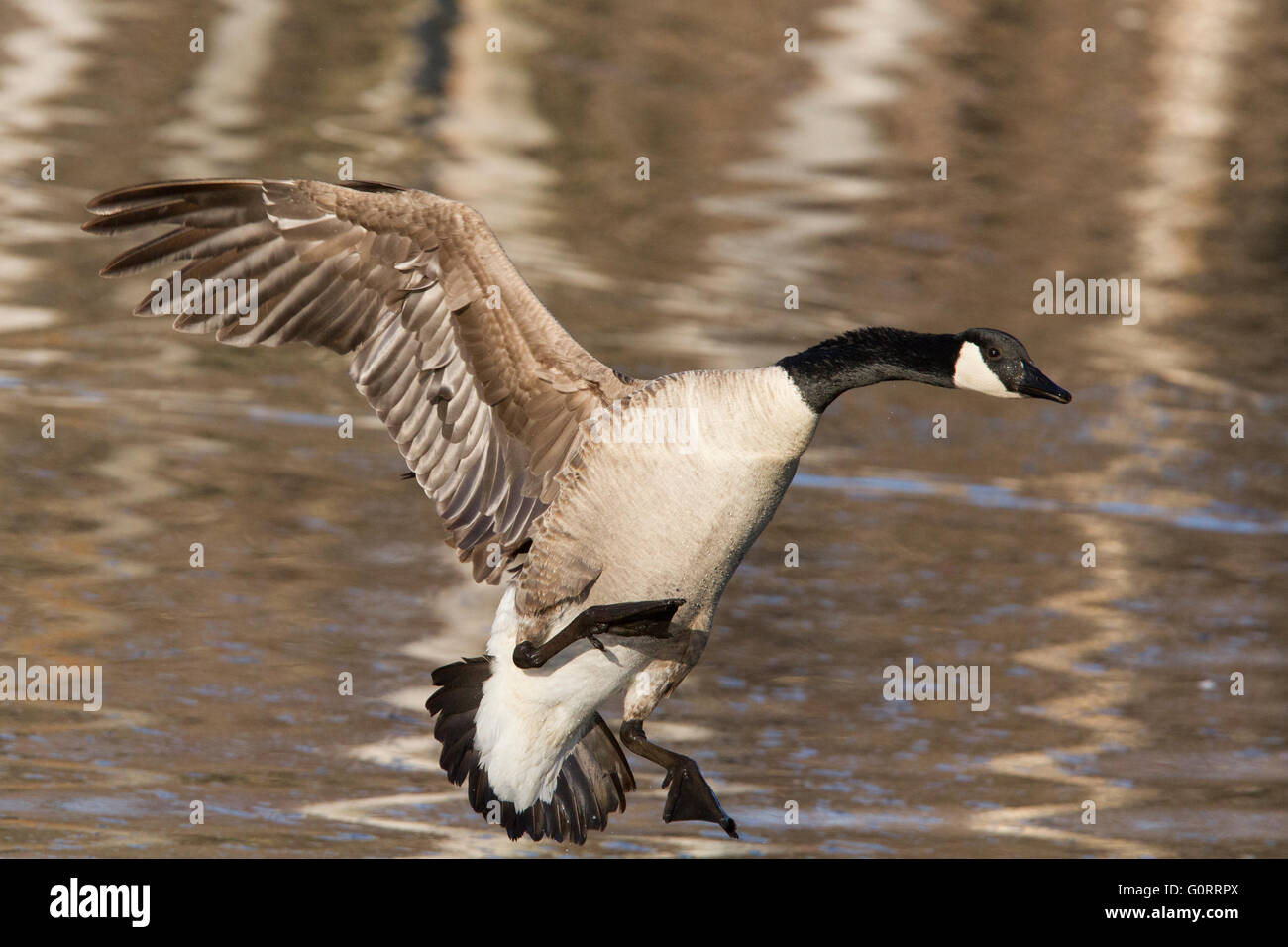 Landing and screaming, territorial male Canada Goose (Branta canadensis ...