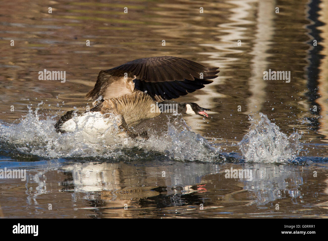 Landing and screaming, territorial male Canada Goose (Branta canadensis ...