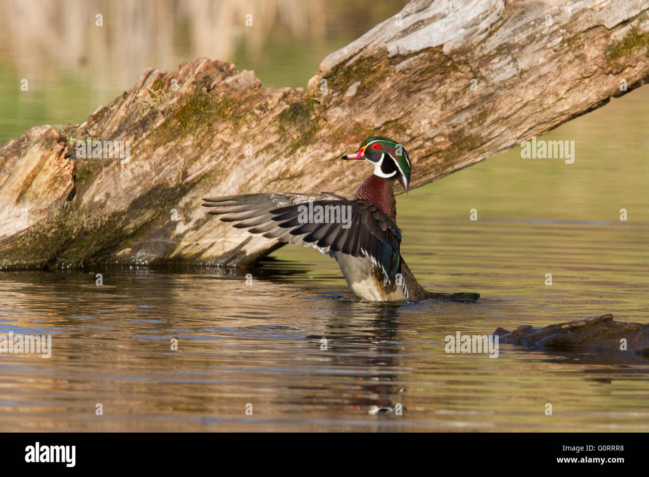 Wood ducks in spring Stock Photo - Alamy